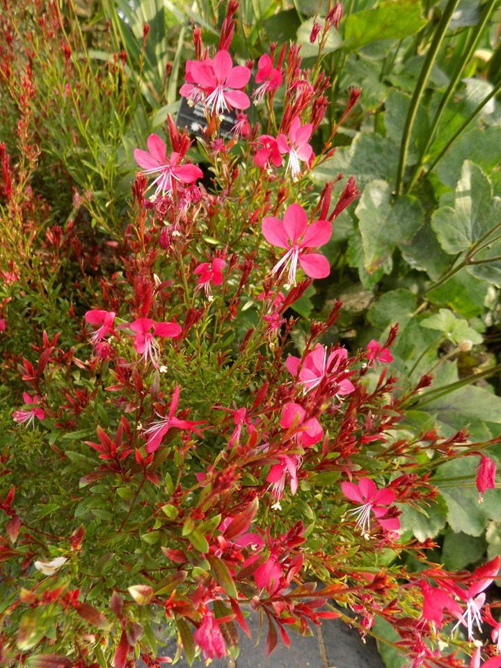 Gaura 'Red' Passionate Blush > Szkółka krzewów Fałdowie